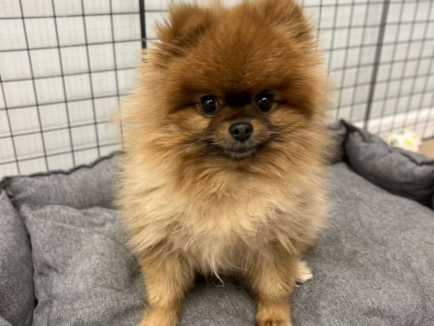 Померанский шпиц