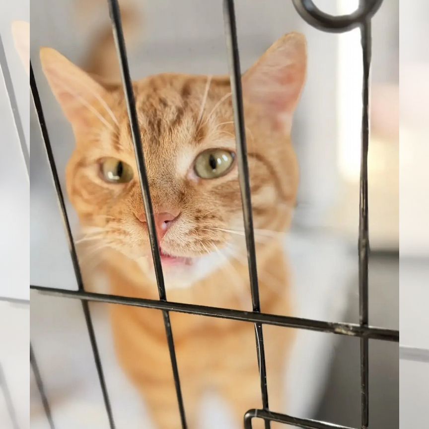 Взрослый кот в добрые руки