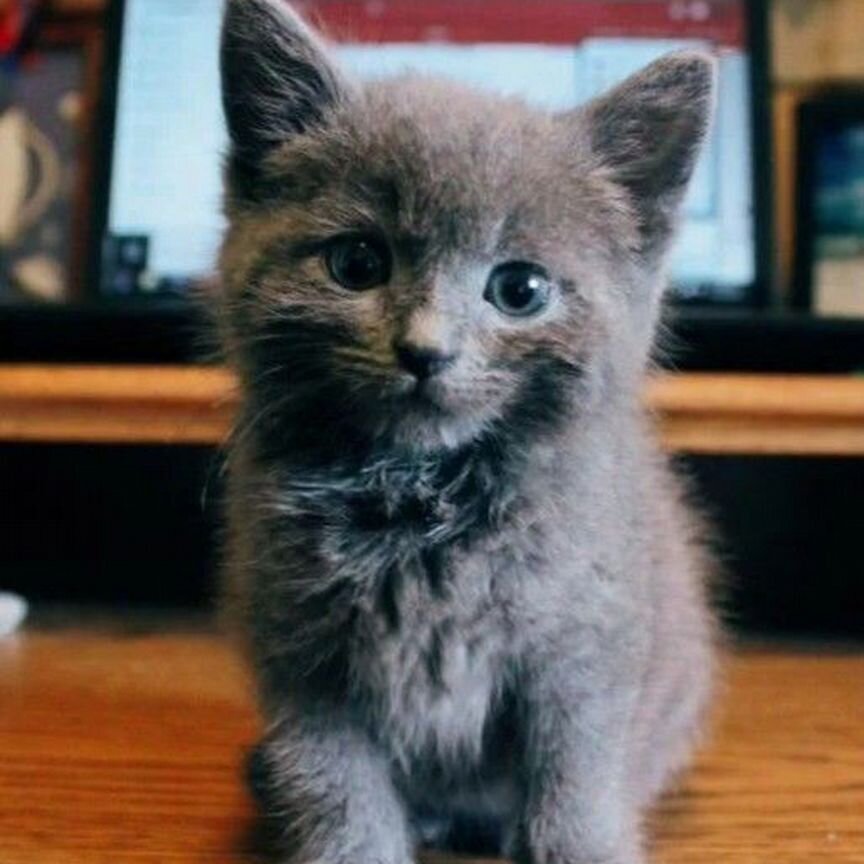 Котенок серебро 5 недель