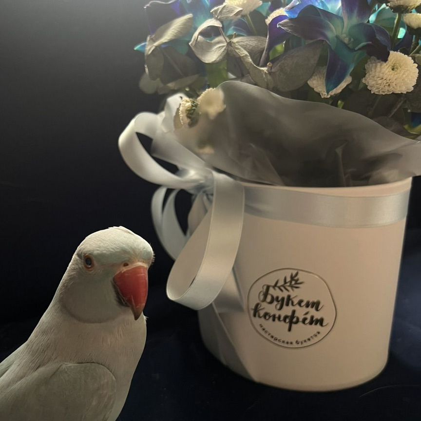 Ожереловый попугай пара