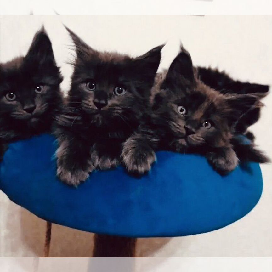Котята