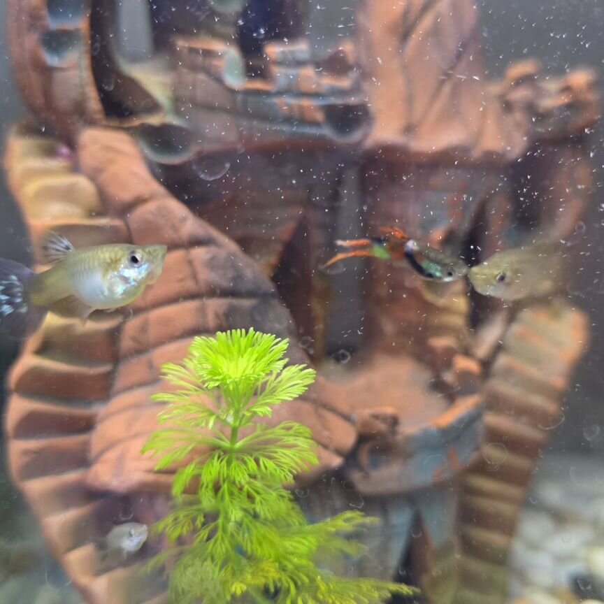 Аквариумные рыбки гуппи