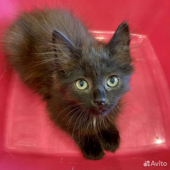 Котенок очаровашка 2 месяца