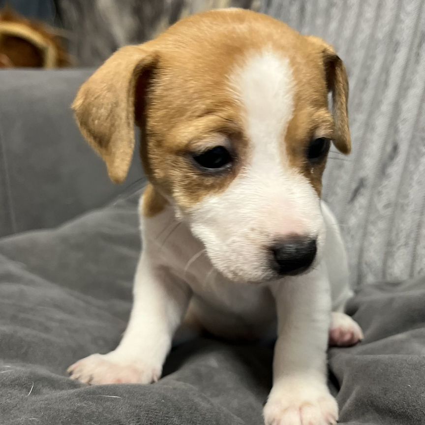 Джек-рассел-терьер, щенок