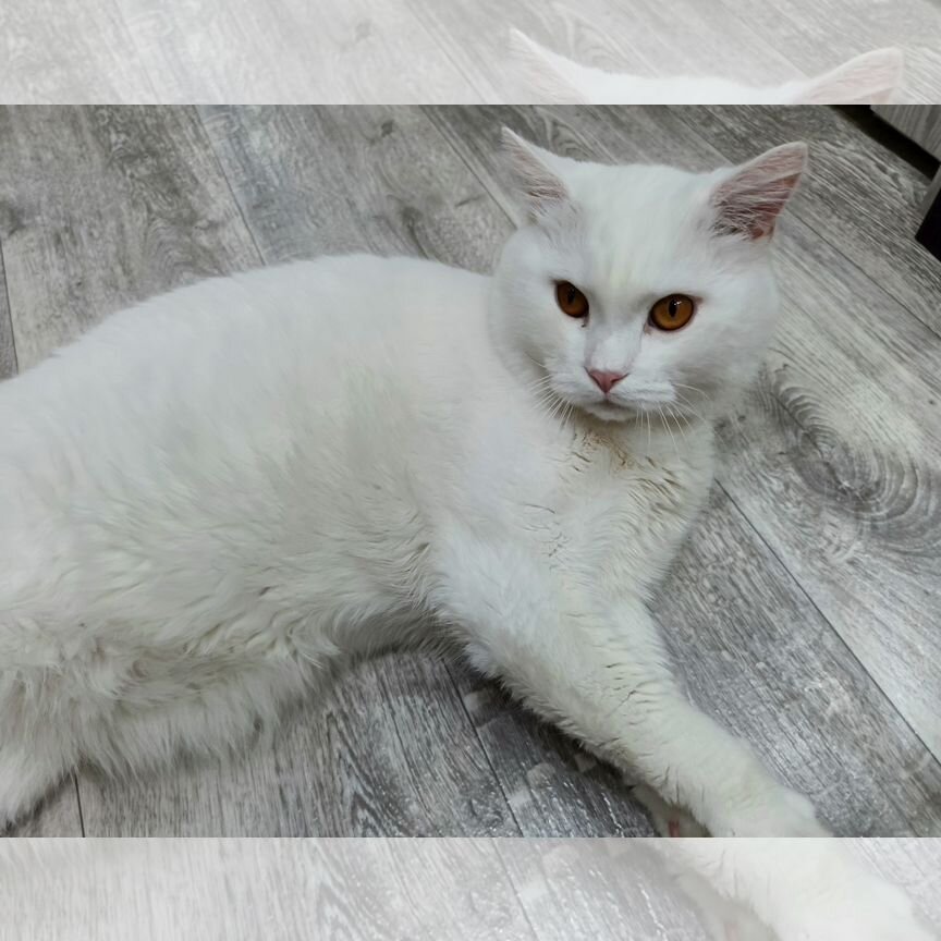 Ласковый котик в добрые руки