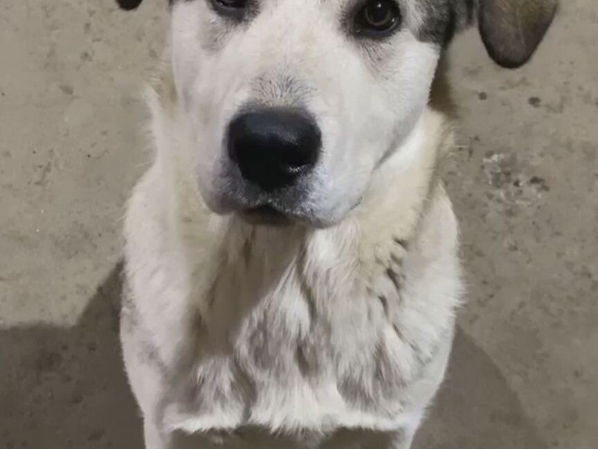 Собака Алабай помесь