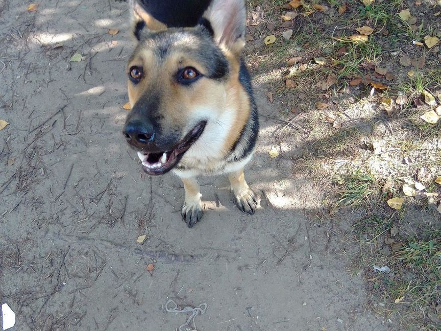 Восточноевропейская овчарка