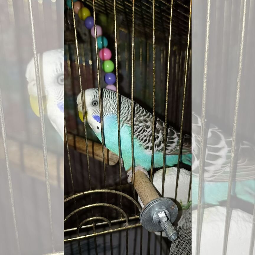 Волнистый попугай