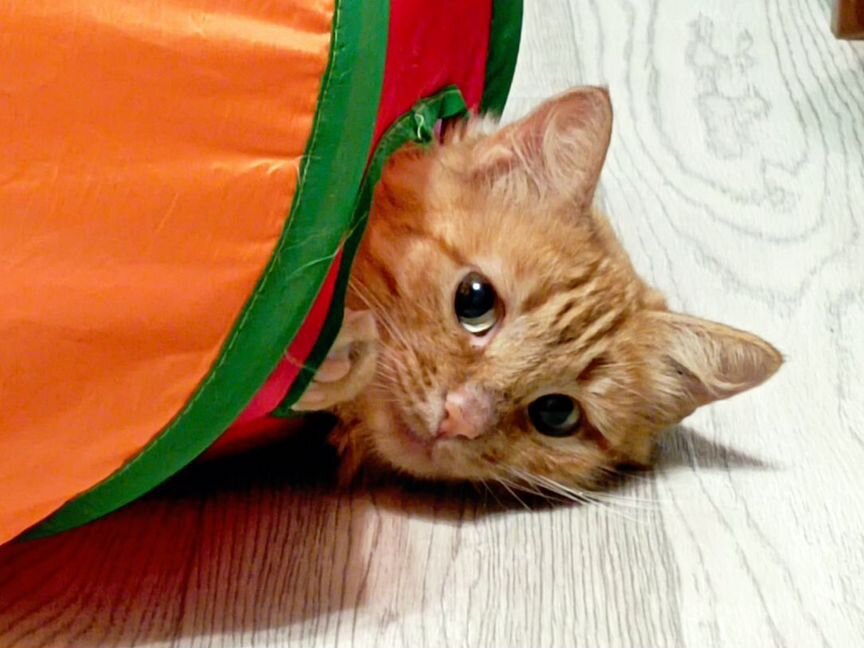 Чудесная кошечка