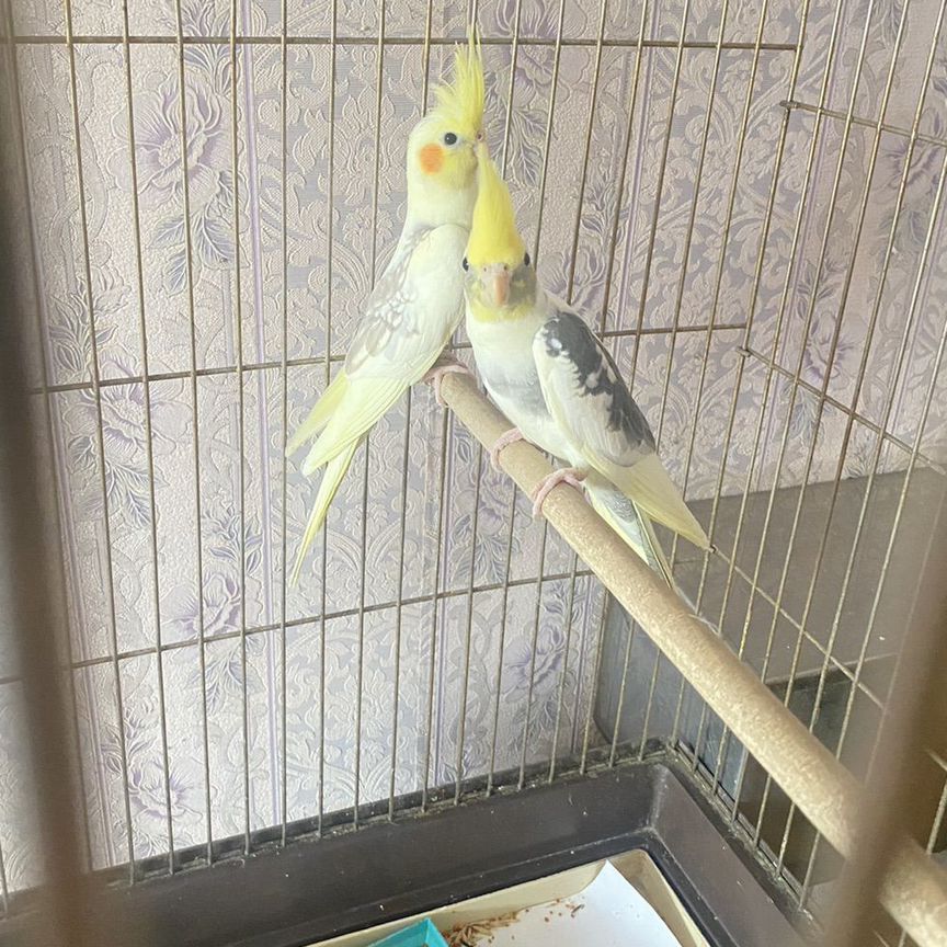 Попугай корелла