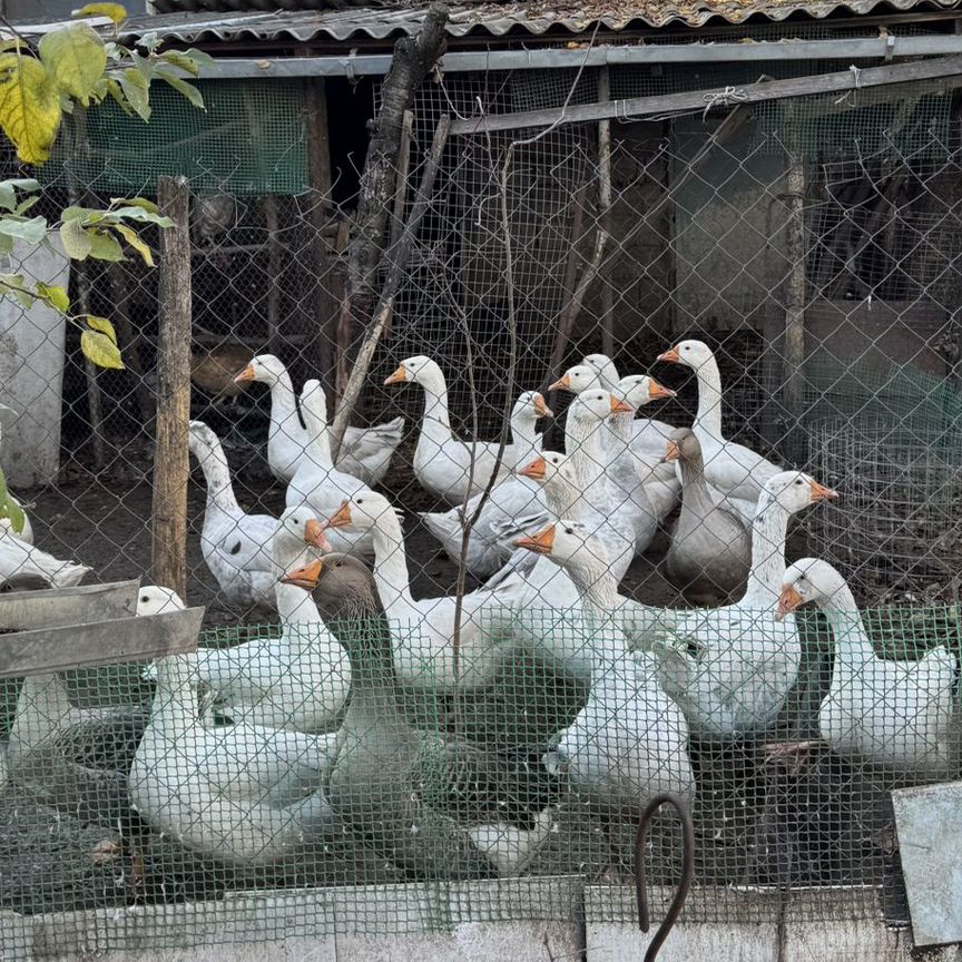 Гуси серые/белые