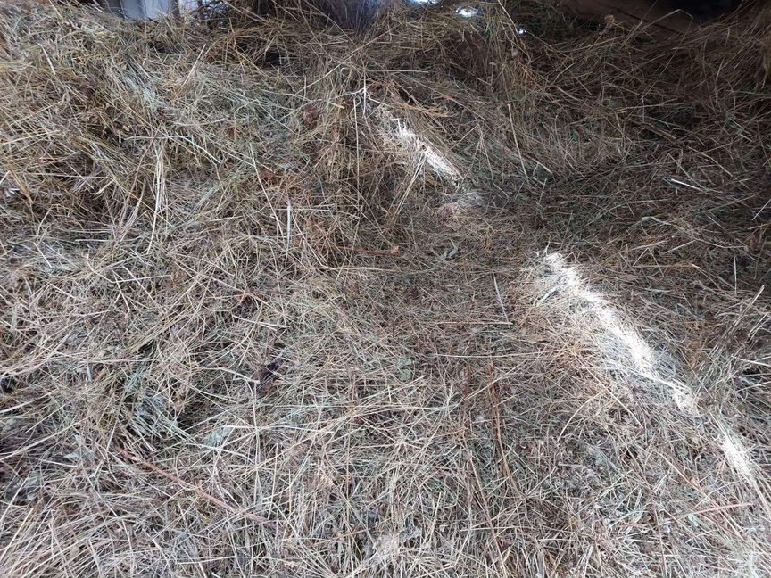 Сено россыпь