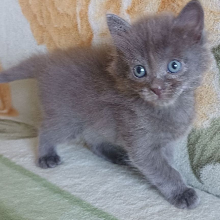 Шотландский вислоухий длинношёрстный котёнок