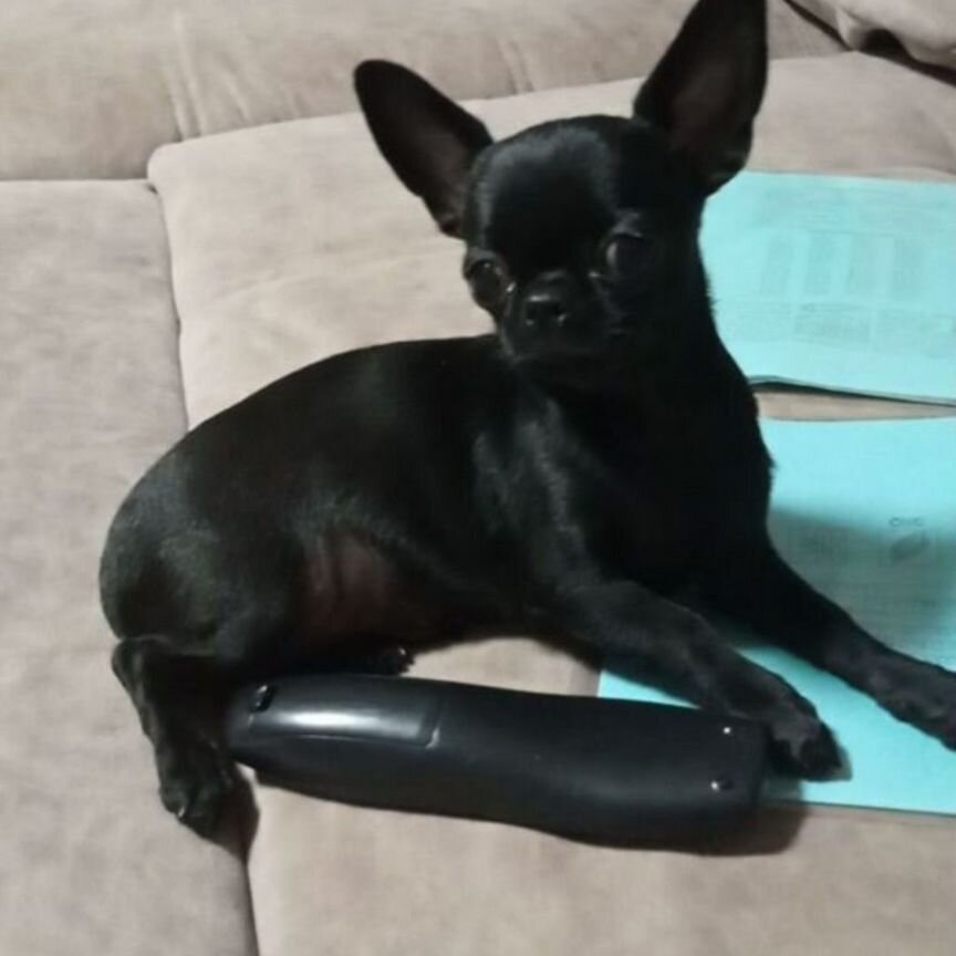 Щенки чихуахуа