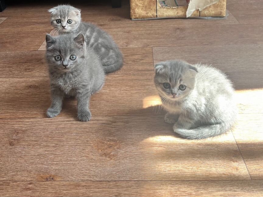 Комочки счастья котята