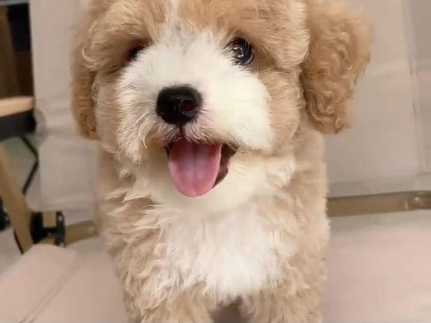 Собака Maltipoo