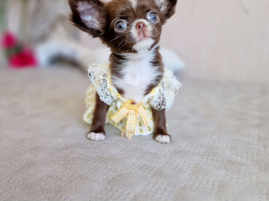 Микро малышка Анфисочка