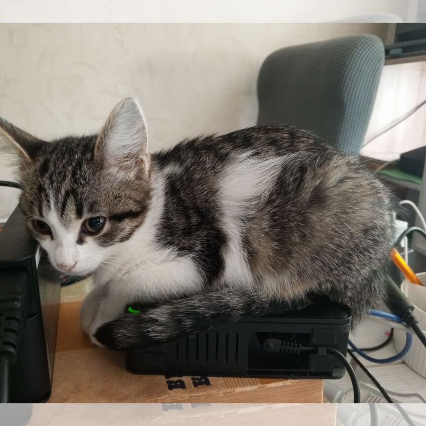 Котёнок в добрые руки