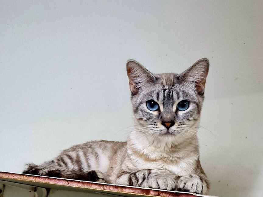 Бенгалка серебро минк с углём