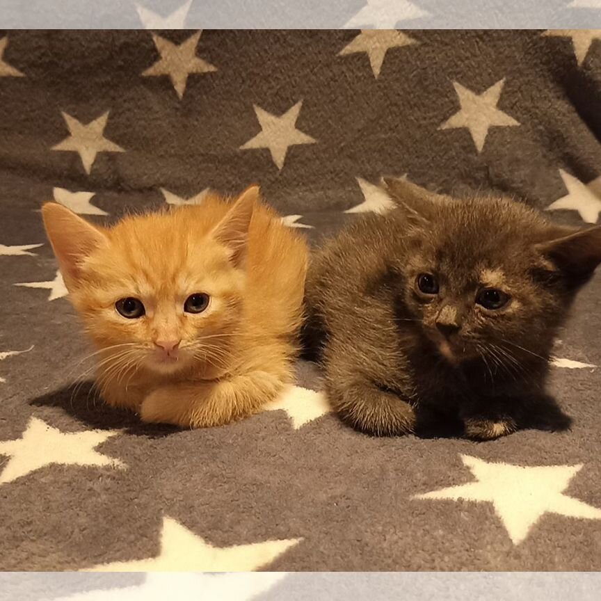 Отдадим котят в добрые руки