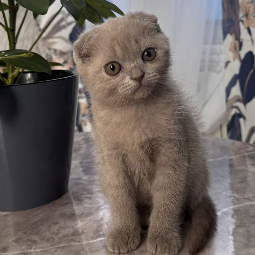 Шотландская вислоухая кошка