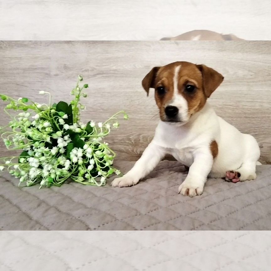 Джек-рассел-терьер, щенок