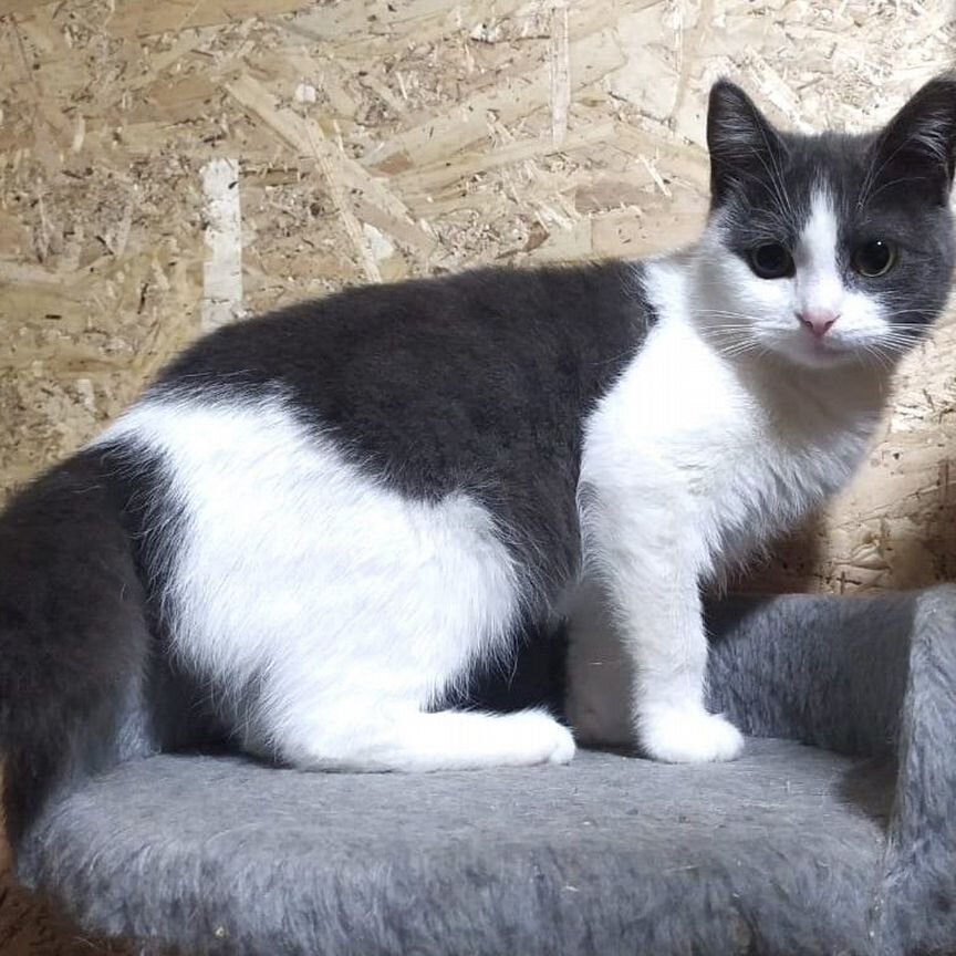 Прекрасная маленькая кошечка