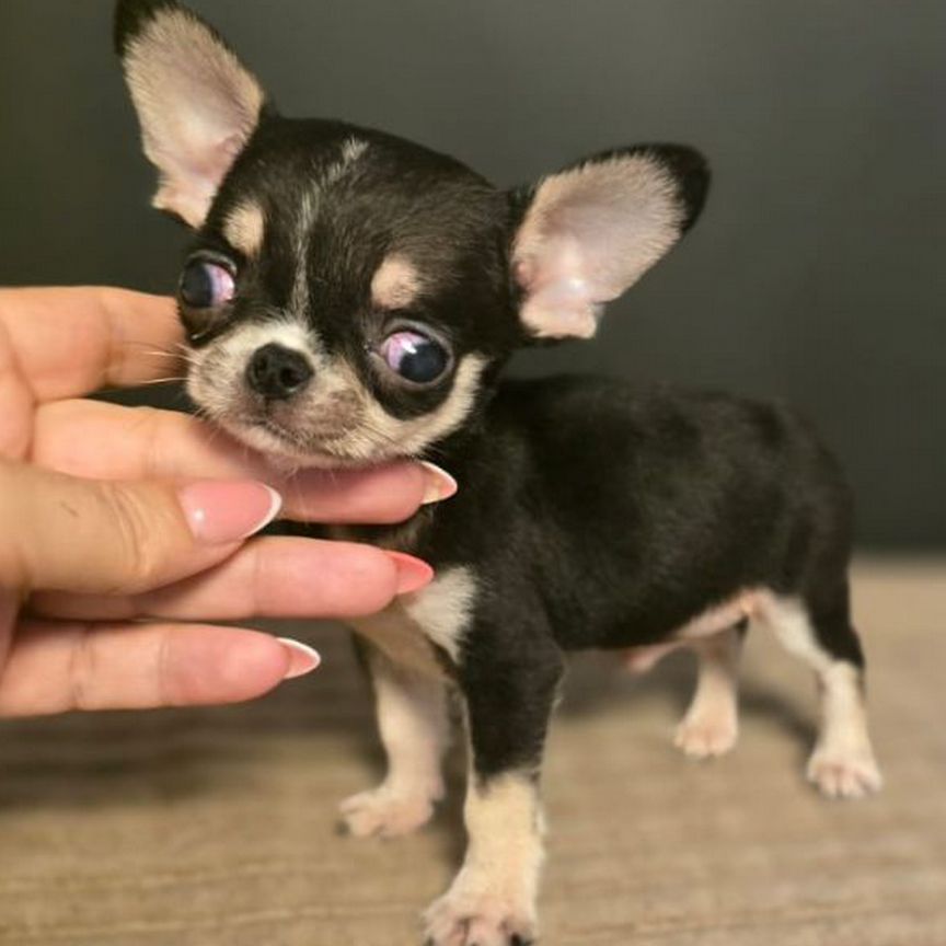 Чихуахуа, щенок