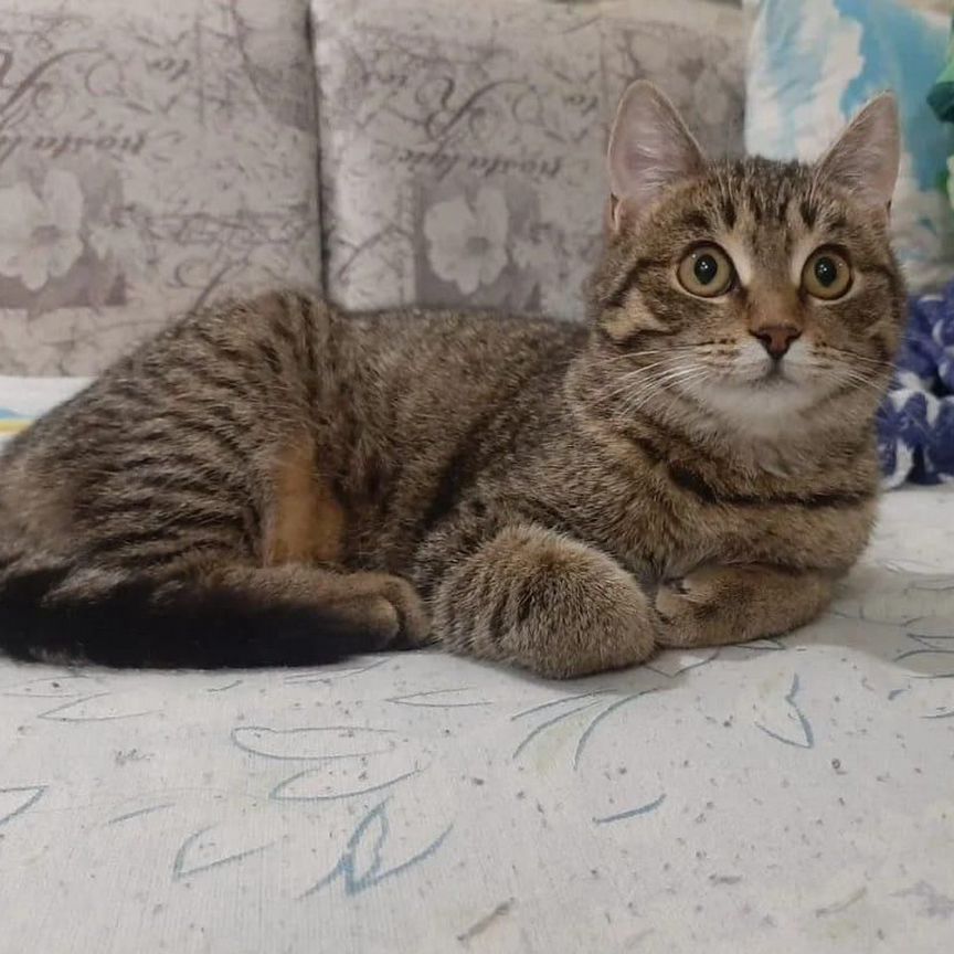 Взрослая, Девочка кошка в добрые руки