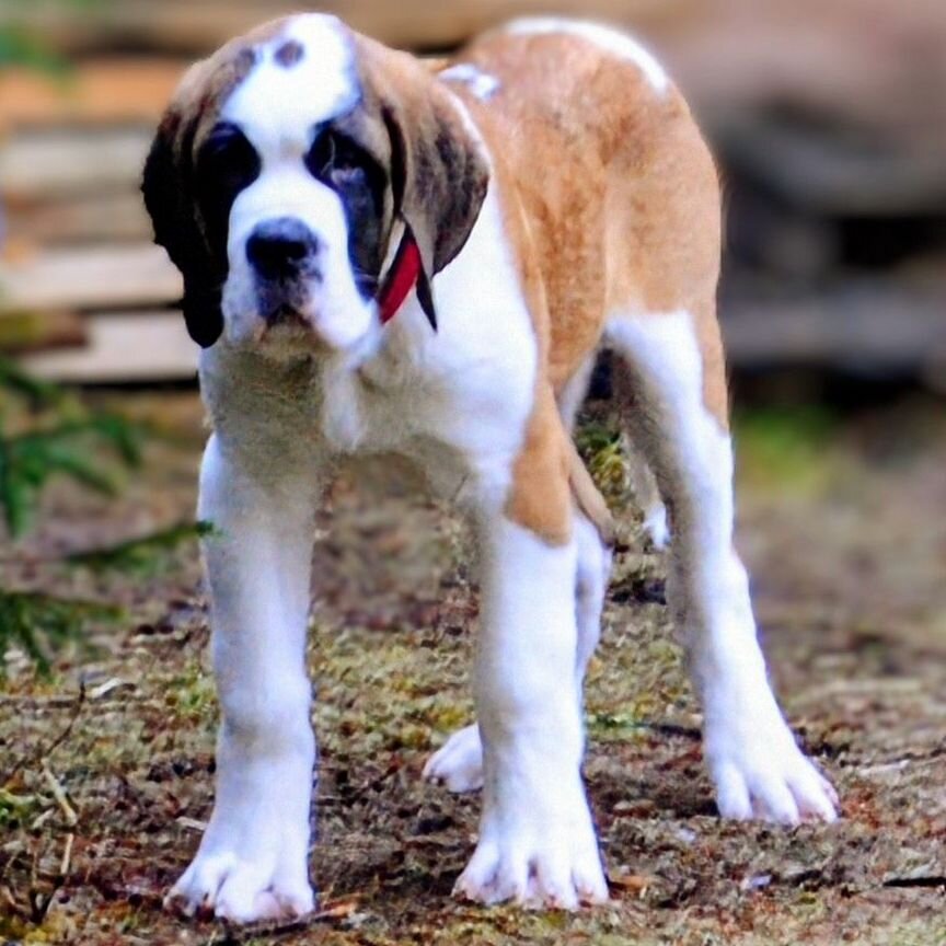 Сенбернар, щенок