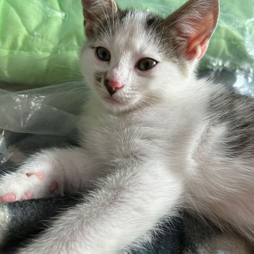 Котёнок мальчик