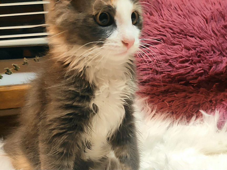 Котята - медвежата в самые добрые руки