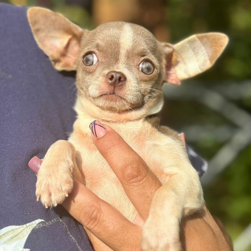 Лиловвя Чихуахуашечка