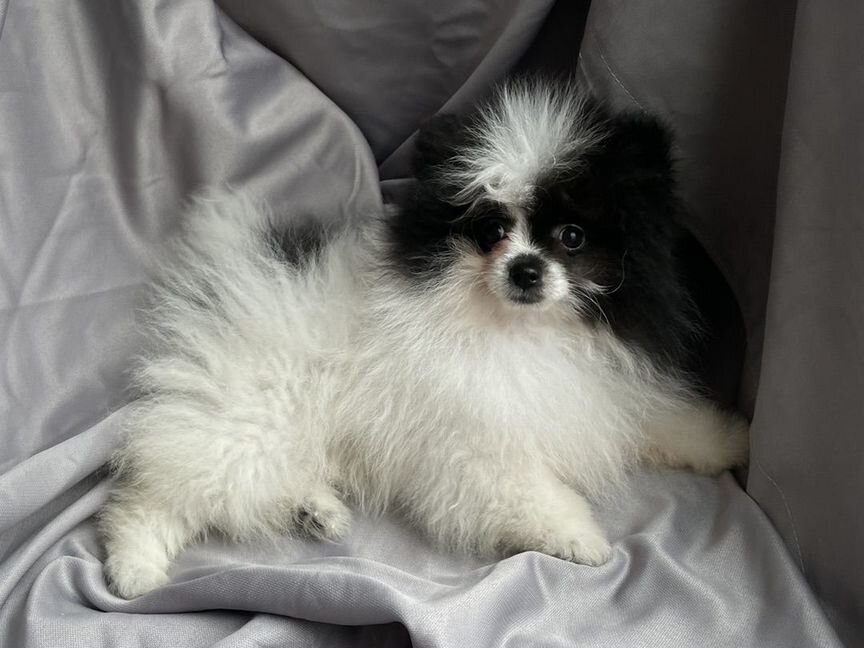 Померанский шпиц мини