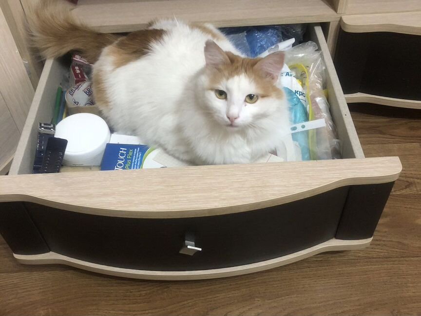 Молодая стерилизованная Девочка-Пушинка