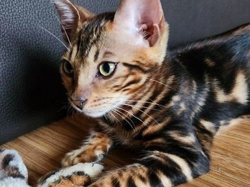 Бенгальские котята мрамор