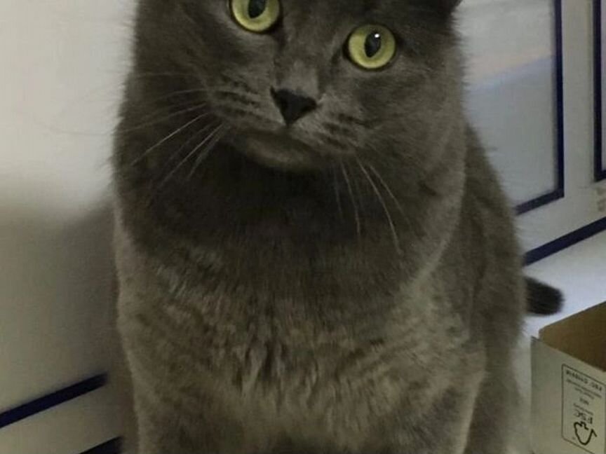 Британочка в добрые руки