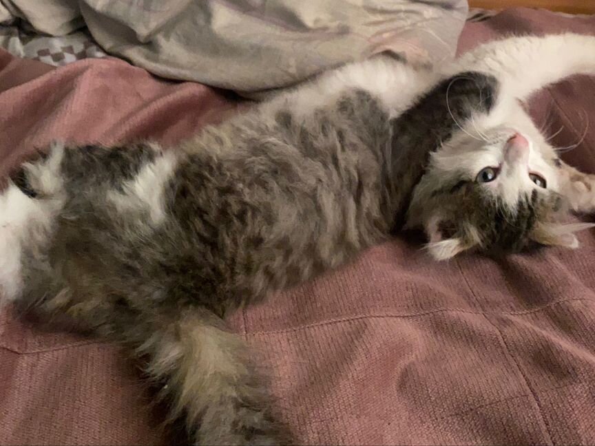 Кошечка в добрые руки