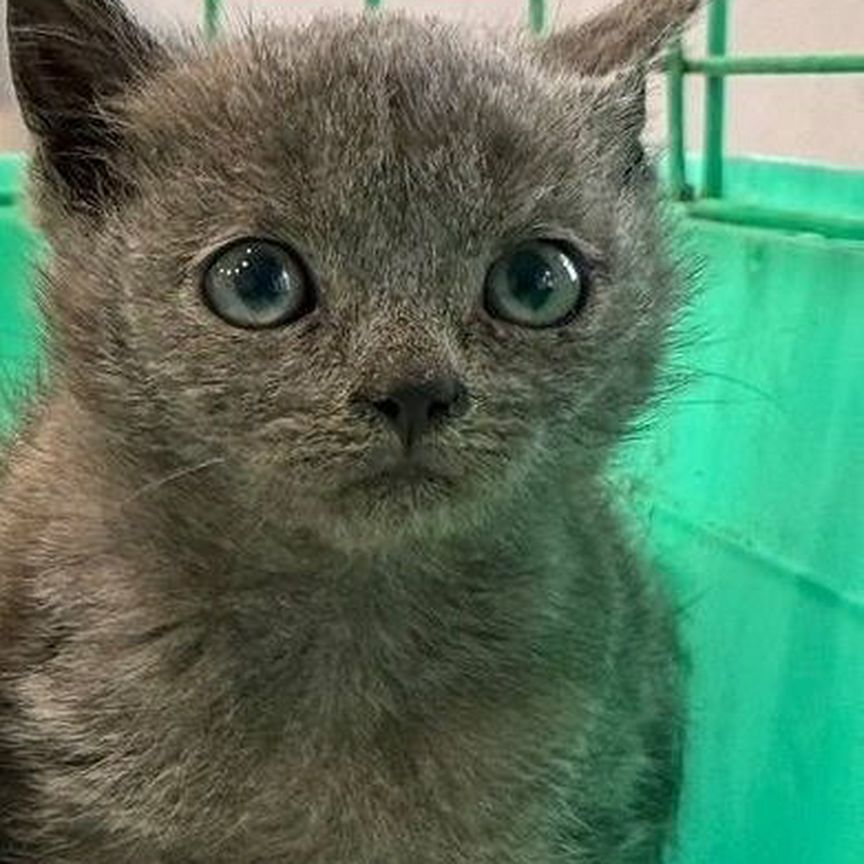 Котенок в добрые руки
