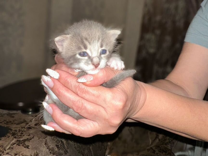 Кошки