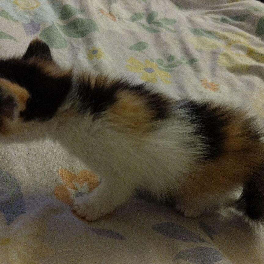 Домашние животные котята бесплатно