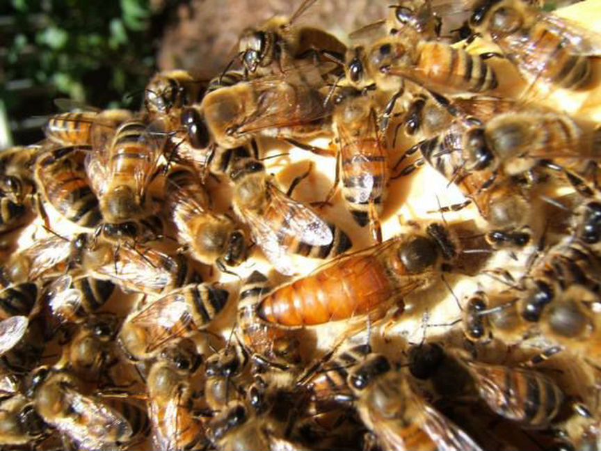 Сетка пчеловодная неоцинкованная