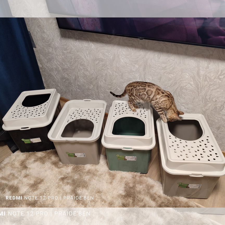 Закрытый лоток для кошек большой б/у