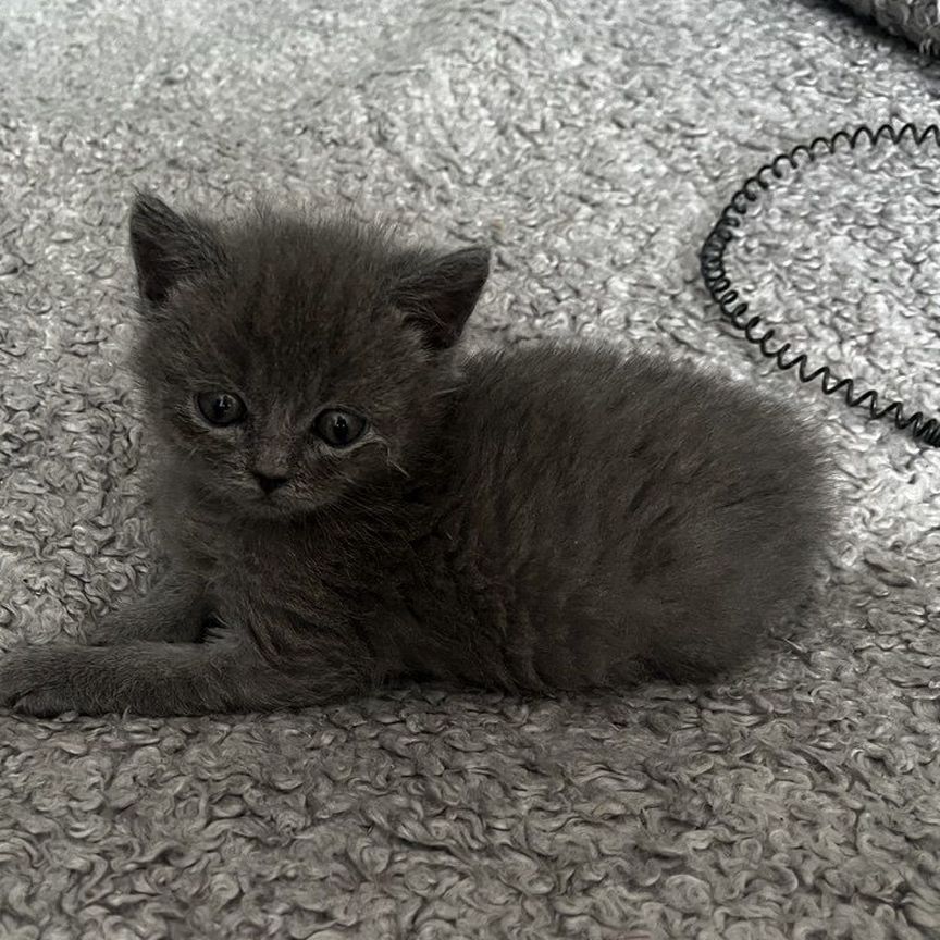 Британский короткошёрстный котёнок