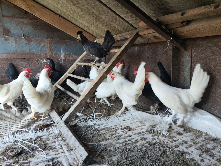 Карликовые петухи