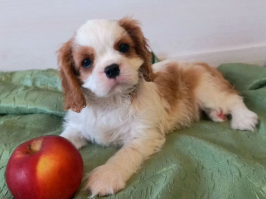 Кавалер кинг чарльз спаниель