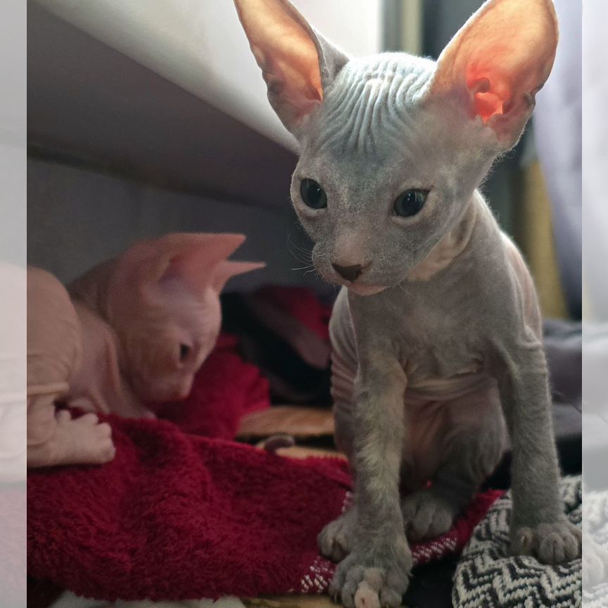 Донской сфинкс котёнок