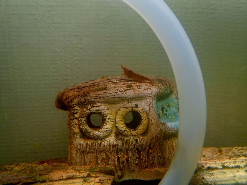 Аквариумные креветки вишня, прозрачные