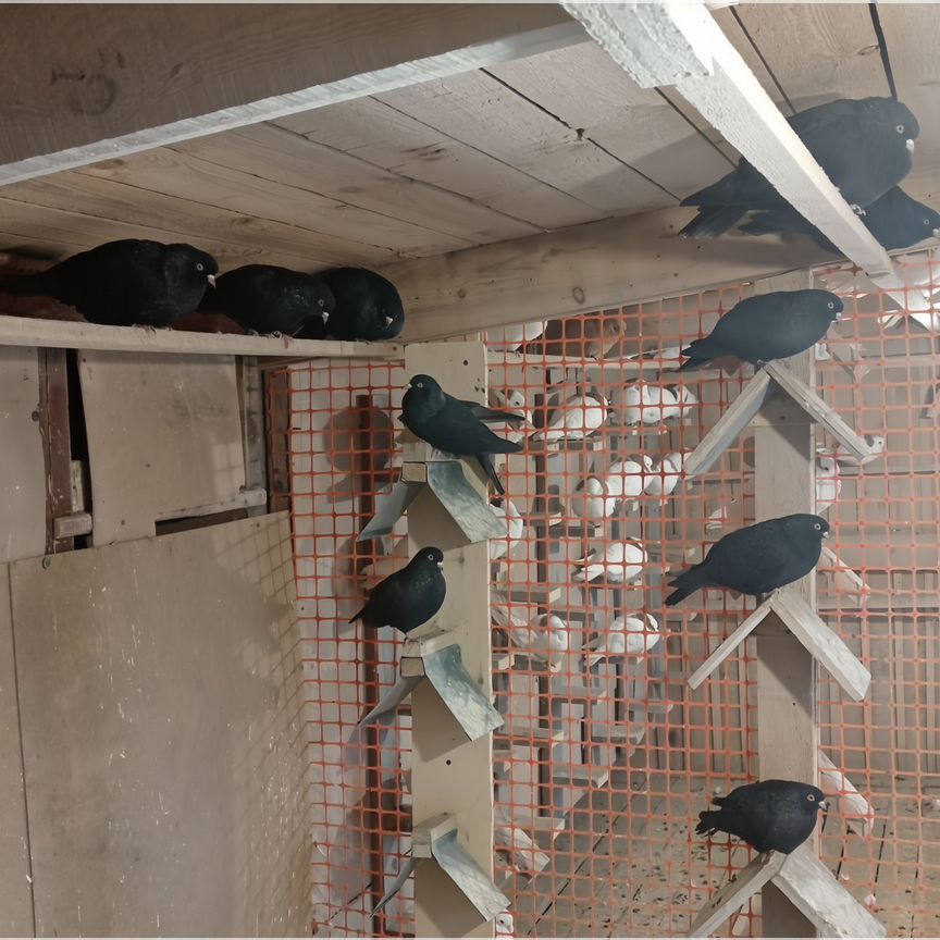 Продажа голубей