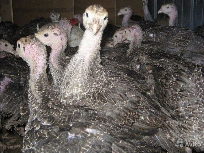 Индюки бронза